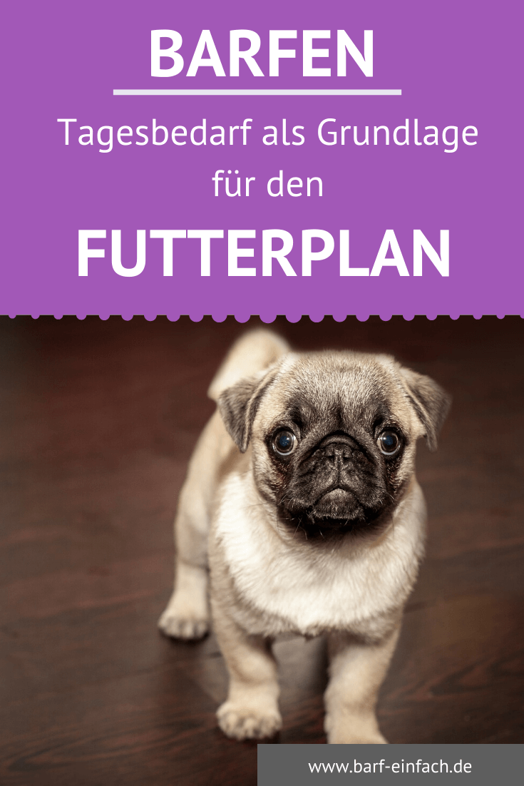 Futterplan erstellen Teil 2: Den Bedarf deines Hundes ermitteln ...