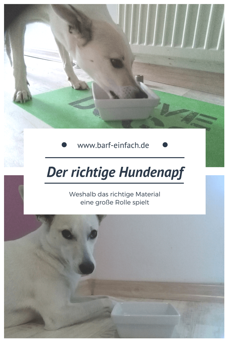 Der richtige Napf für deinen Hund - darauf solltest du achten - Barf ...